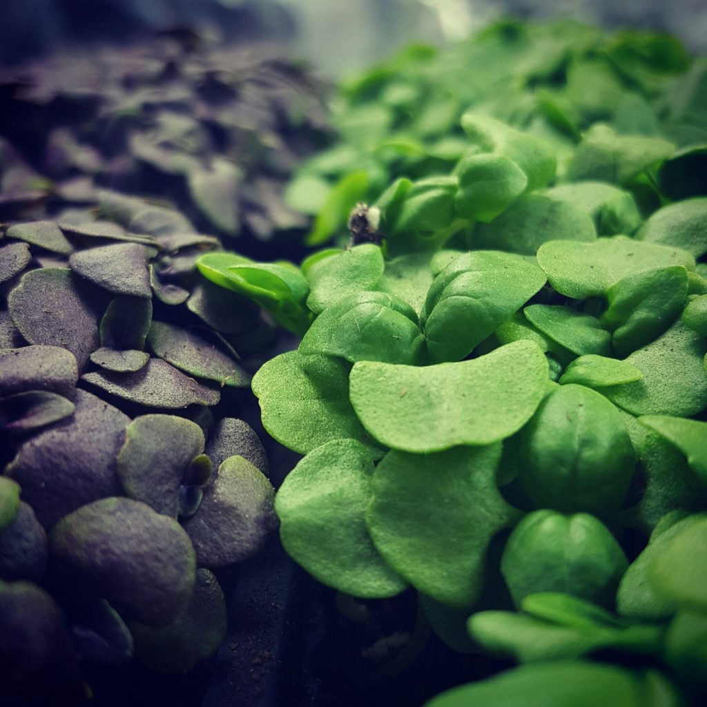 Meet Marvina and Larry Fraze of Westeast dba Westeast Gardens, Westeast ...