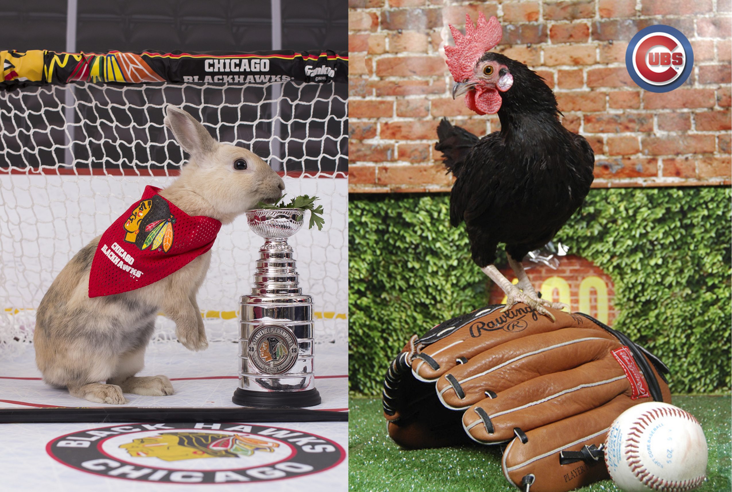 Meet Toni Greetis of Red Door Animal Shelter - Voyage Chicago | Chicago ...