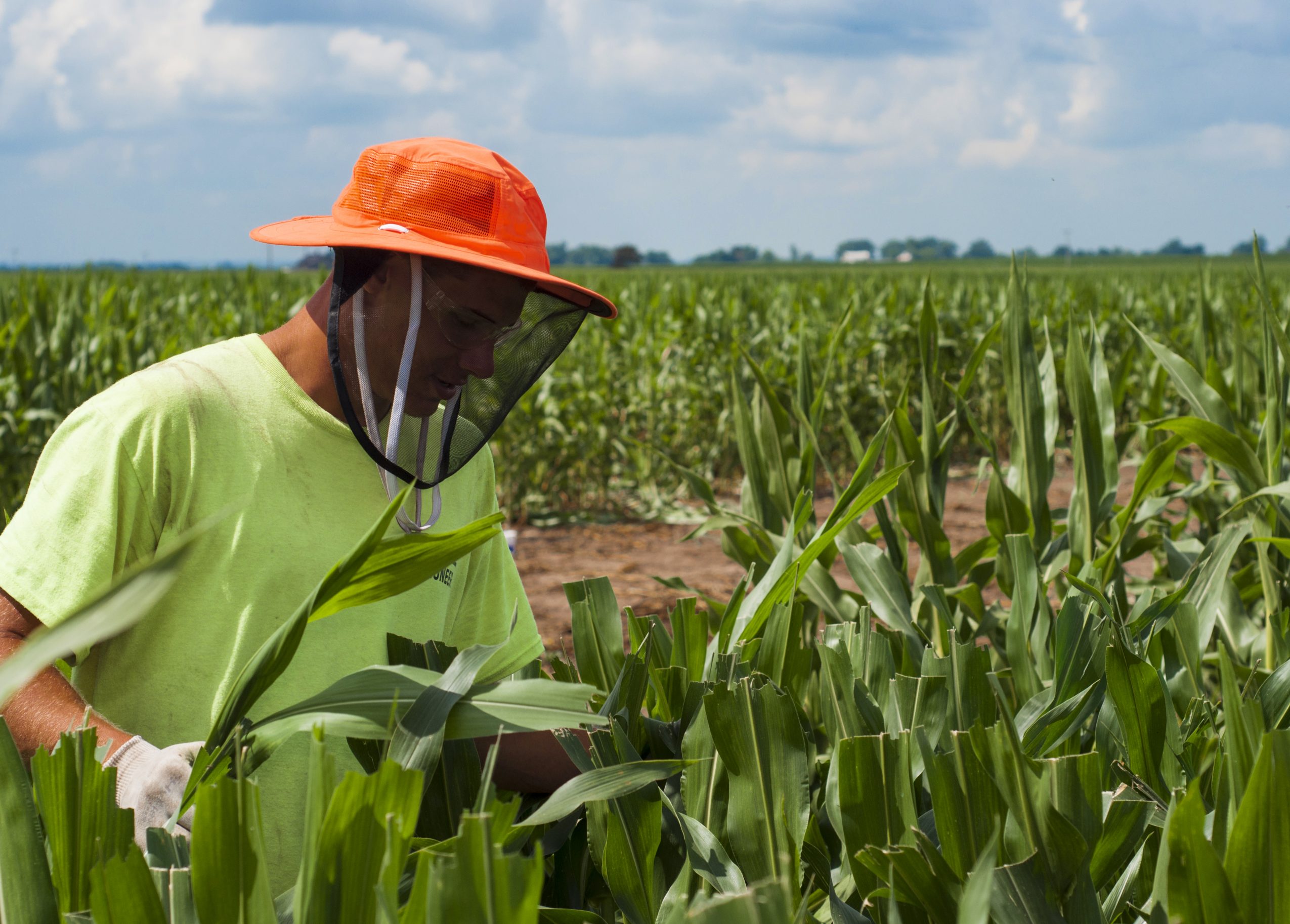 detasseling_model - Voyage Chicago | Chicago City Guide