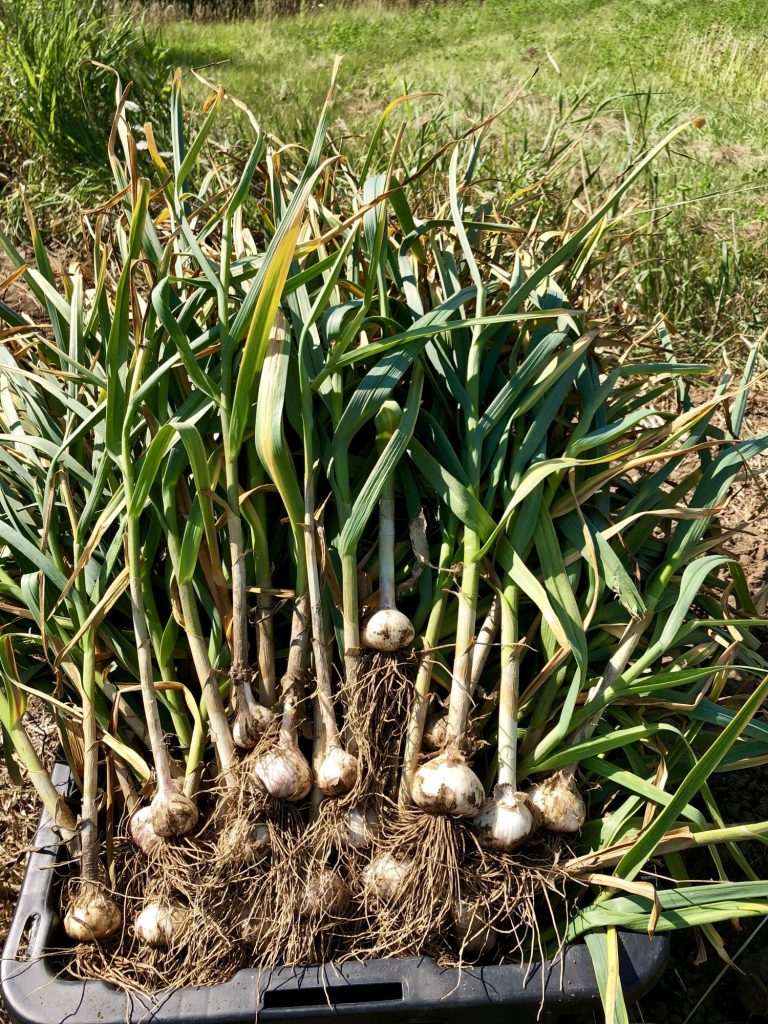 Meet Sharon and Tony Pferschy of Garlic Breath Farm in Far West Suburbs ...
