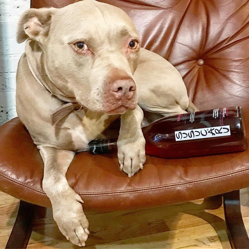 Meet Adam Kamin of Off Premise in Lincoln Park - Voyage Chicago ...